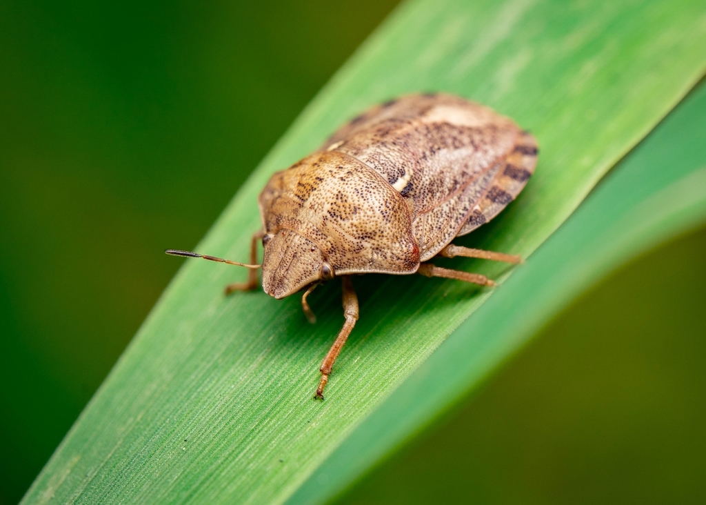 Tortoise Bug from 07030 Badesi SS, Italia on May 21, 2021 at 05:58 PM ...