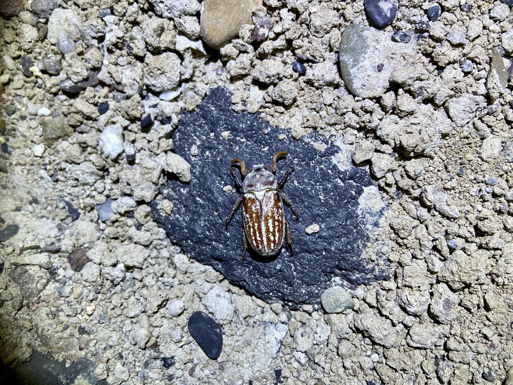Death Valley June Beetle in May 2021 by David Eng · iNaturalist