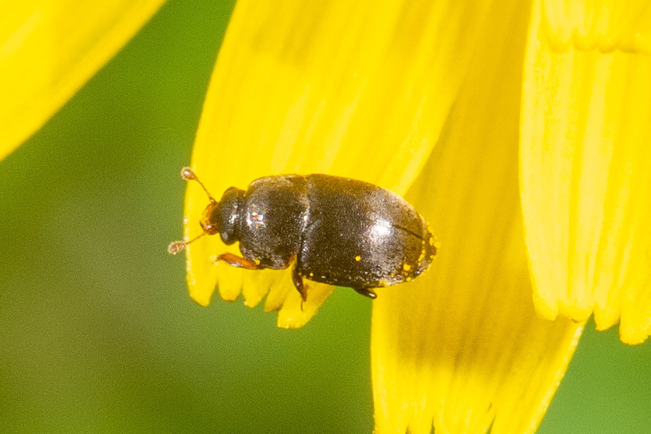 Pollen Beetles from 2650 Rue du Manufacturier, Tracadie-Sheila, NB E1X ...