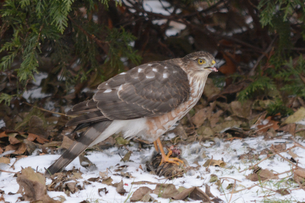 Sharp-shinned Hawk from Port Huron, MI, USA on January 3, 2019 at 02:21 ...