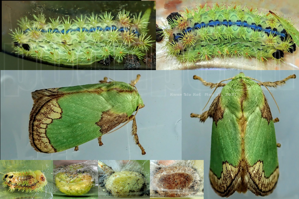 Parasa pastoralis in May 2021 by Siupoon Kwan. Adult ~ https://www ...