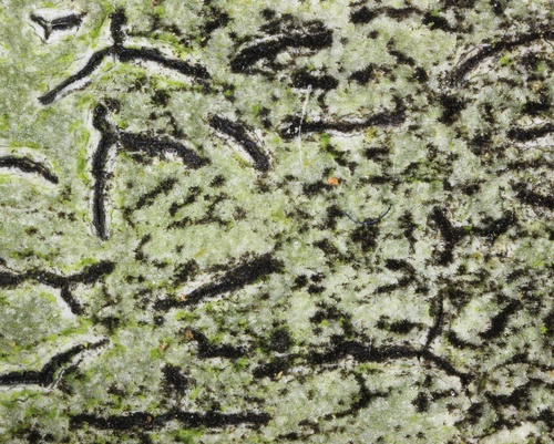 Taeniolella punctata · iNaturalist