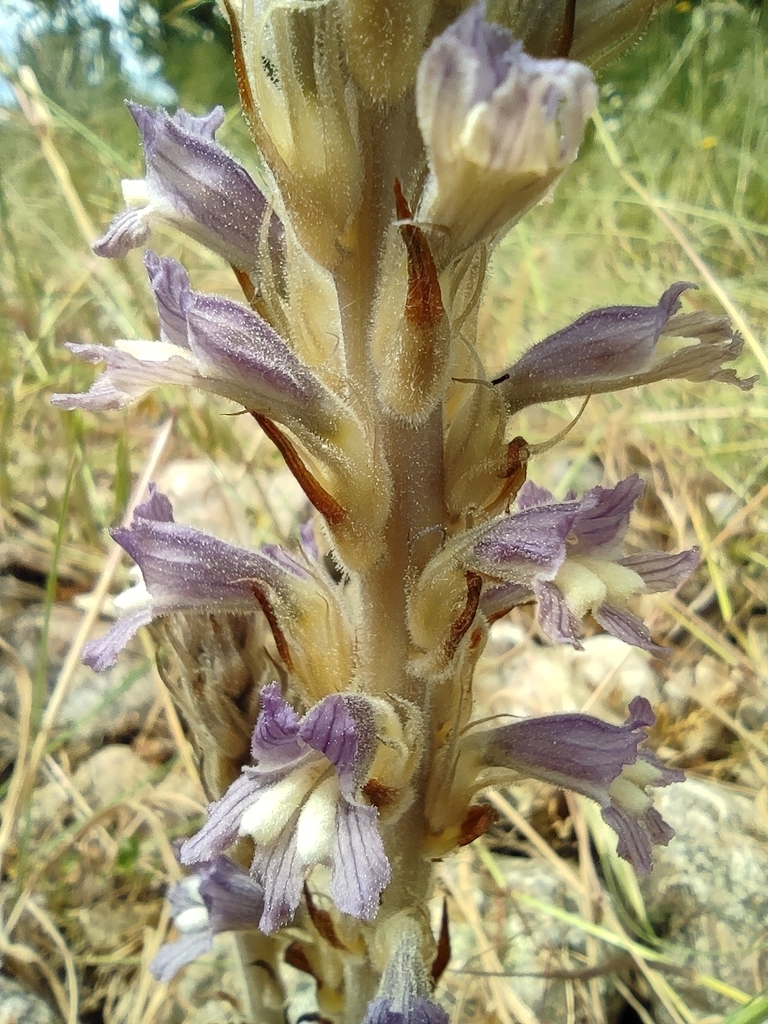 Phelipanche schultzii from Unnamed Road, 28280, 28280 El Escorial ...