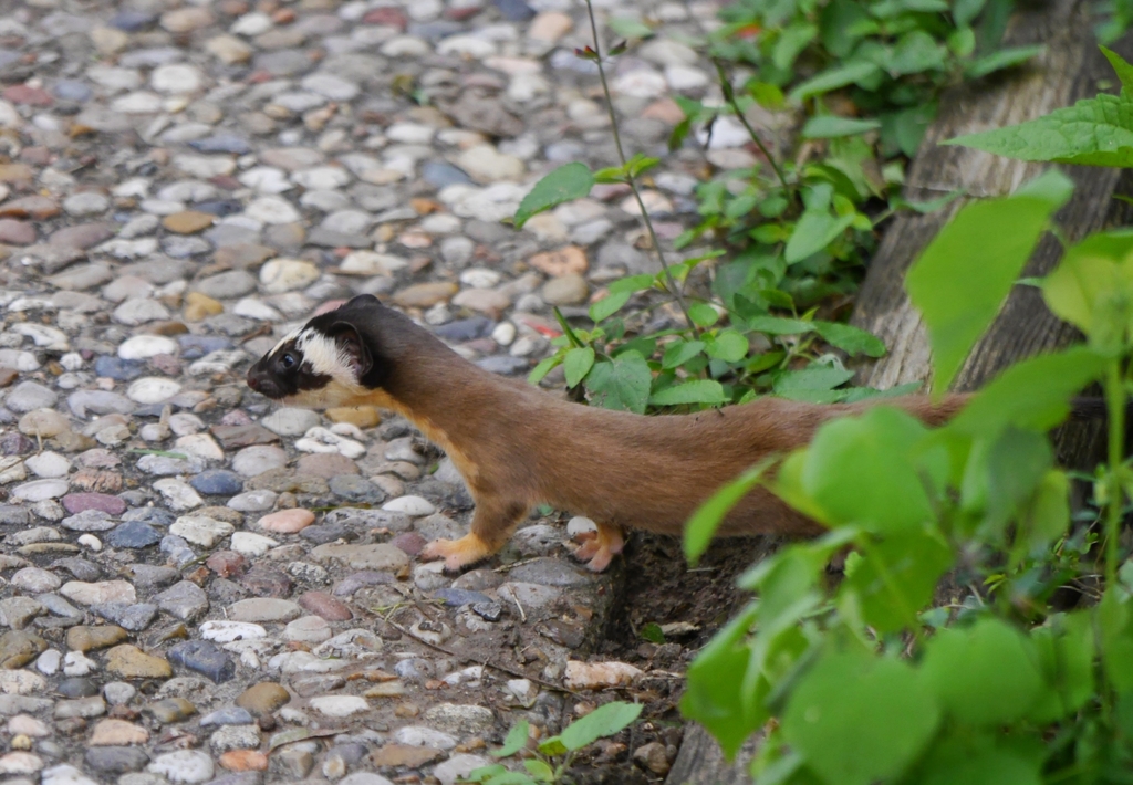Long-tailed Weasel from Laguna Atascosa National Wildlife Refuge on ...
