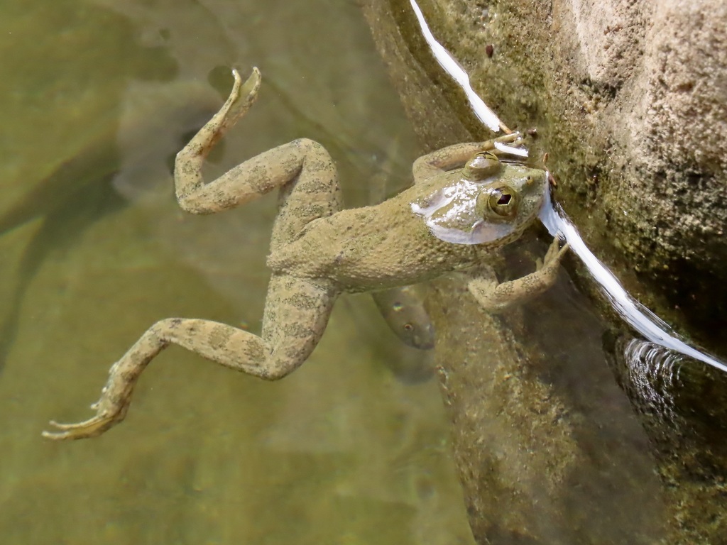 Arabian Skittering Frog from Al Reeth Saudi Arabia on May 14, 2021 at ...