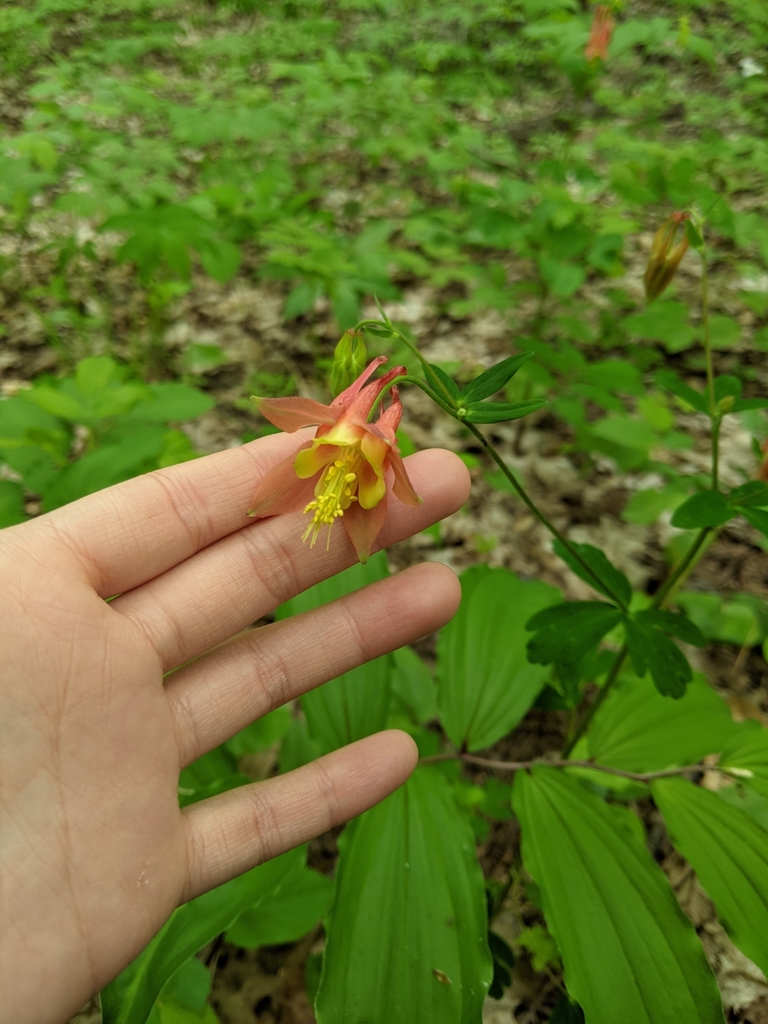red columbine from Tiny, ON L9M 0S4, Canada on May 22, 2021 at 09:14 AM ...