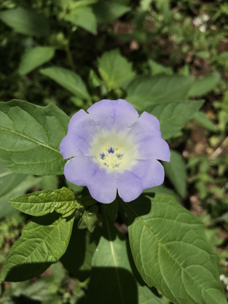 apple-of-Peru from Castro - PR, Brasil on November 21, 2020 at 11:30 AM ...