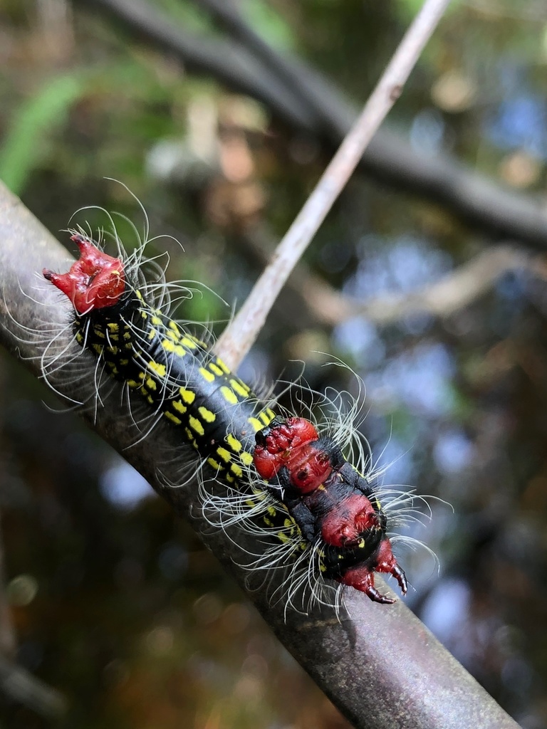 Azalea Caterpillar Moth from Rural West Ashley, Hollywood, SC, US on ...