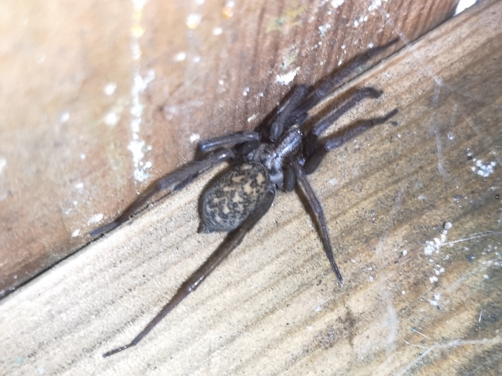 Giant House Spider from Berlin on May 20, 2021 at 05:36 PM by Jose Grau ...