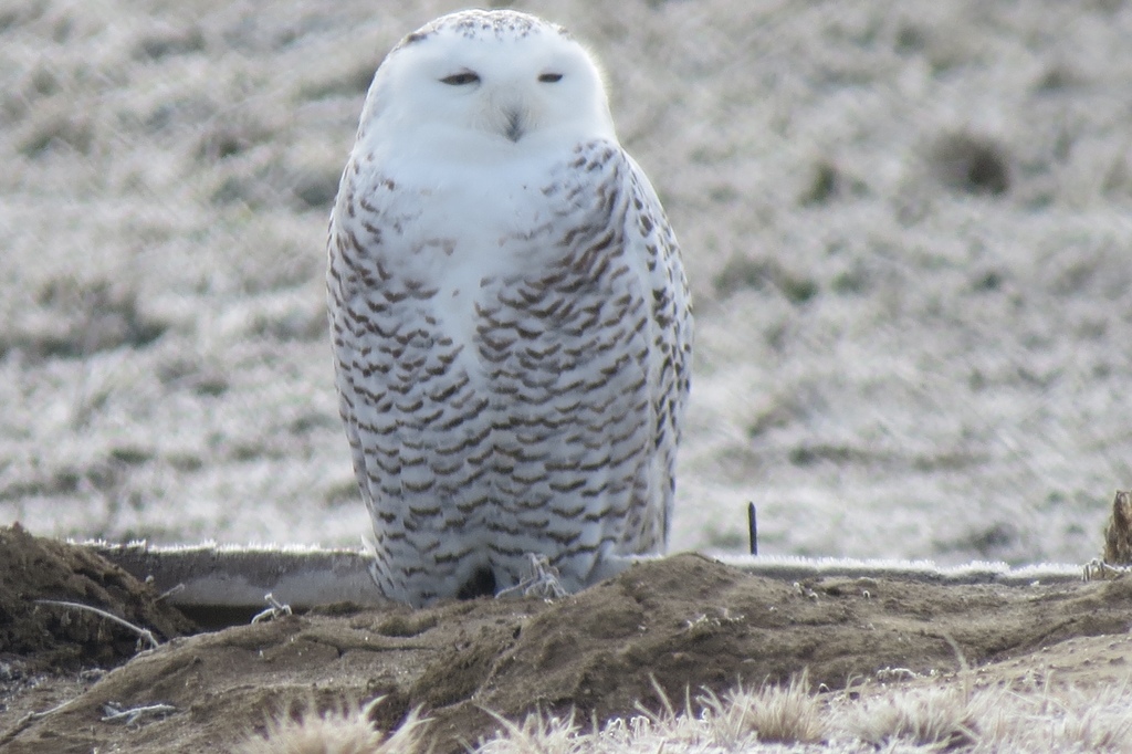Snowy Owl from 25800 Penny Ln, Wilder, ID, US on January 23, 2018 at 10 ...