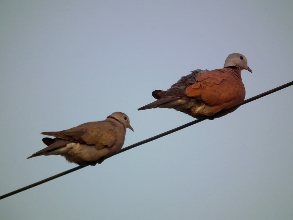 Red Collared-Dove from Kanchanaburi, Thailand on February 13, 2013 at ...