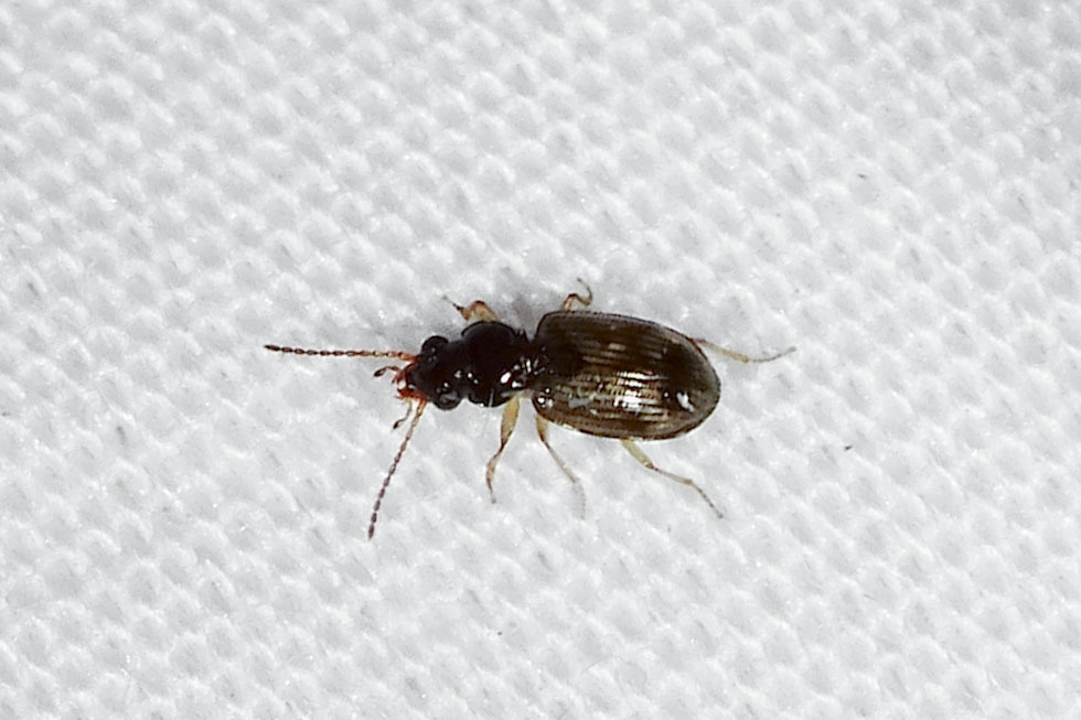 Furcacampa from Yuha Cutoff--West Main Canal on October 24, 2014 at 08: ...