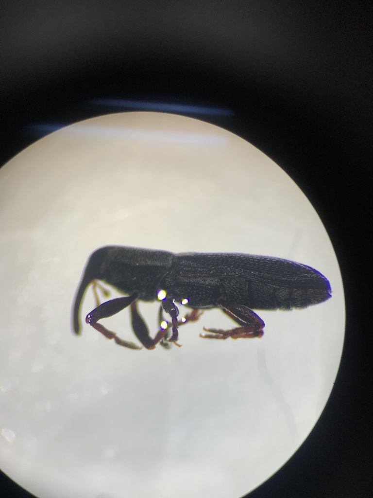True Weevils from Conceição do Mato Dentro, MG, BR on May 20, 2021 at ...