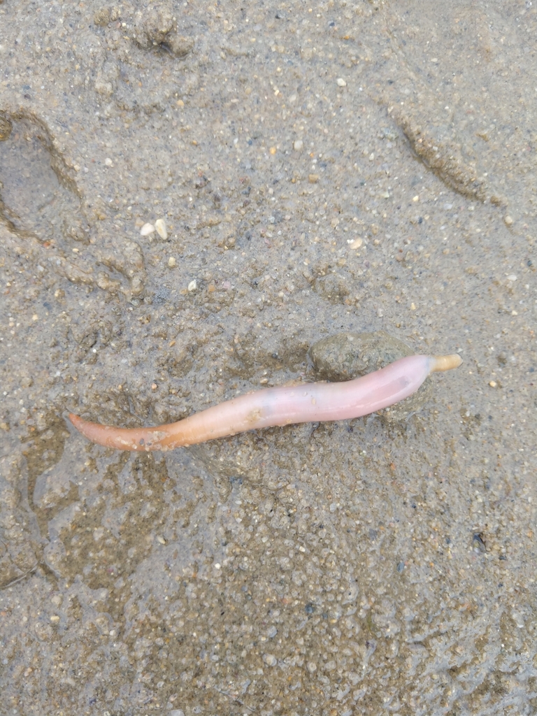 Spoon Worms from Plymouth, MA 02360, USA on May 22, 2021 at 07:15 PM by ...