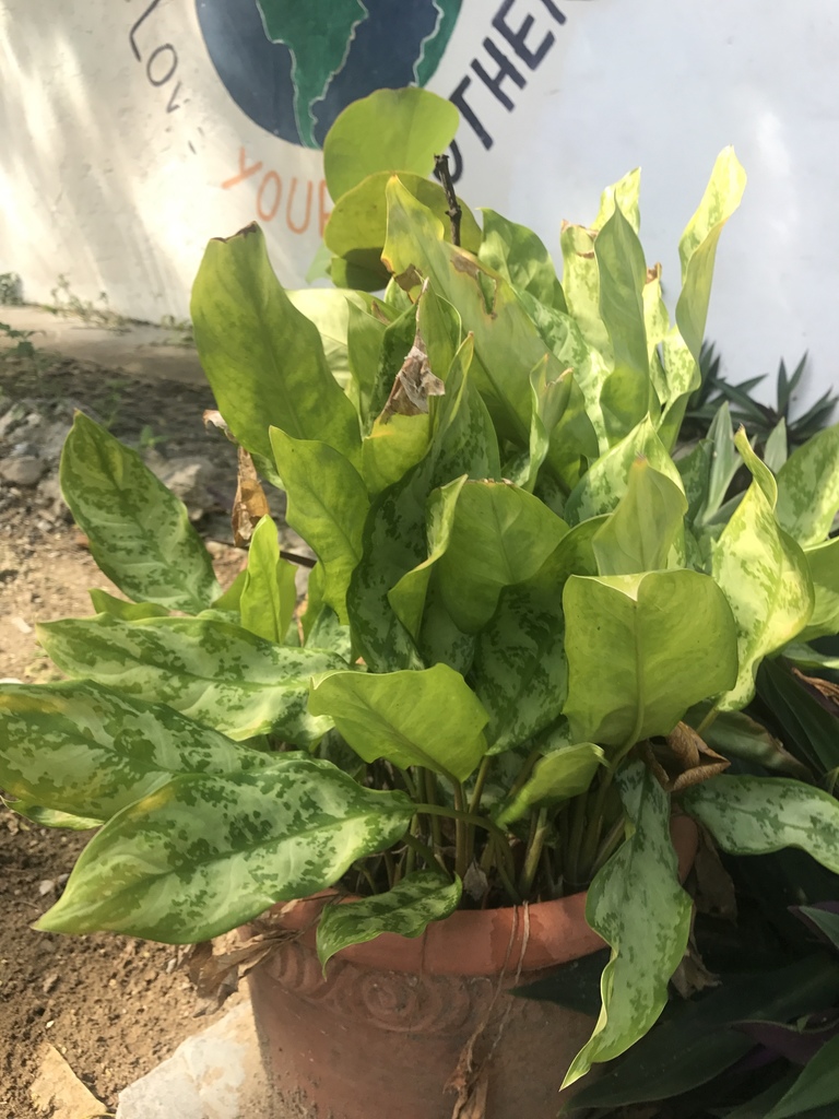 arum family from Sosua, DO-PP, DO on December 8, 2017 at 11:44 AM by ...