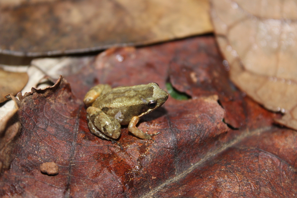 Two-lined Robber Frog from Barra do Choça on October 21, 2014 by ...