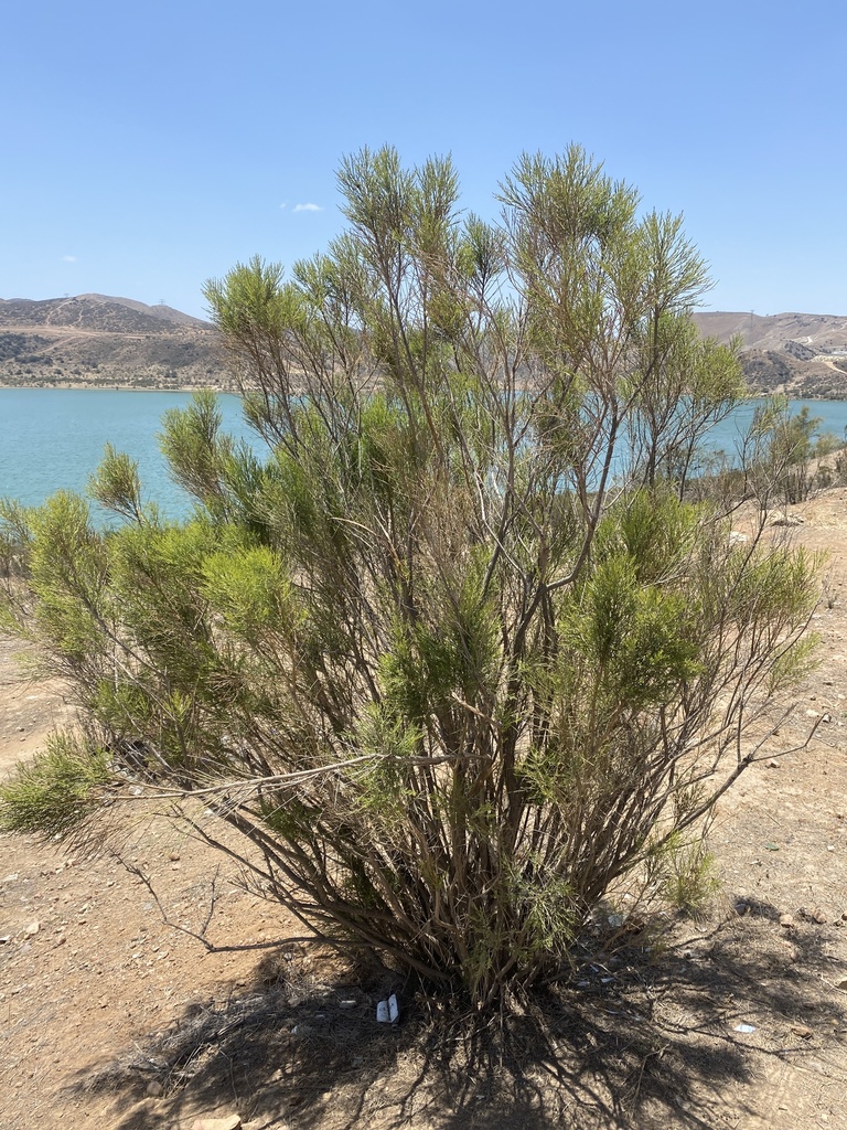 Desert Broom from Carretera Mexicali-Tijuana, Tijuana, BC , MX on May ...