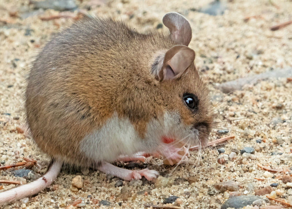 Deer Mouse from Algonquin Park, ON P0A, Canada on October 19, 2014 by ...