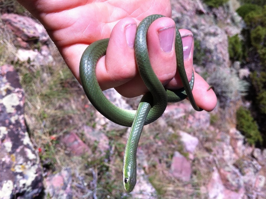 Smooth Greensnake in August 2011 by Matt Jeppson · iNaturalist