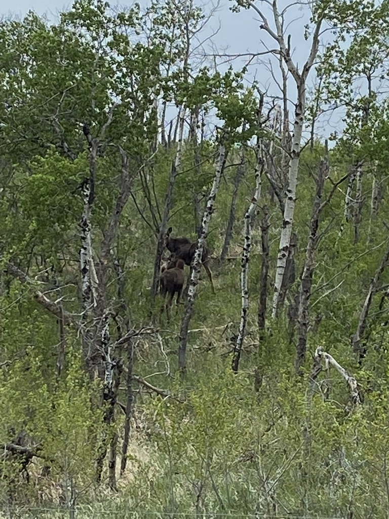 Moose from ND-40, Columbus, ND, US on May 22, 2021 at 03:58 PM by ...