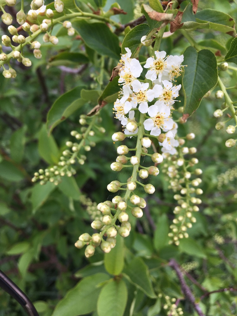 chokecherry from N Shields St, Fort Collins, CO, US on May 22, 2021 at ...