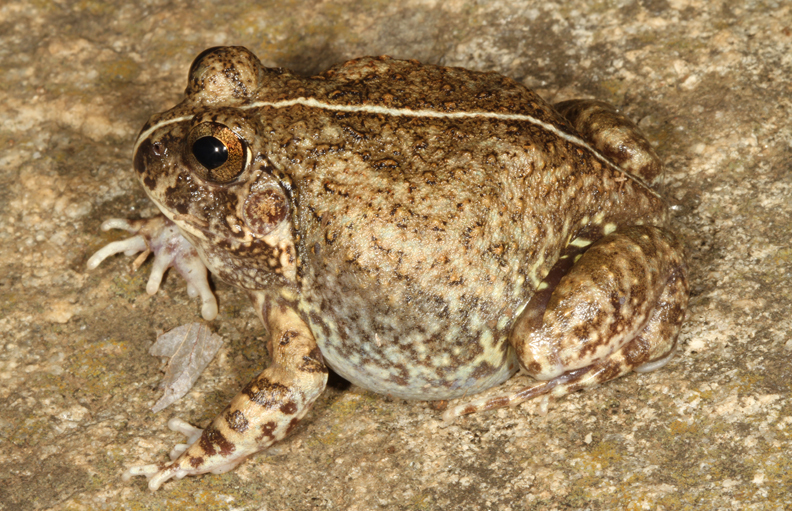 Indian Burrowing Frog from Mudumalai, India on May 21, 2013 by Paul ...