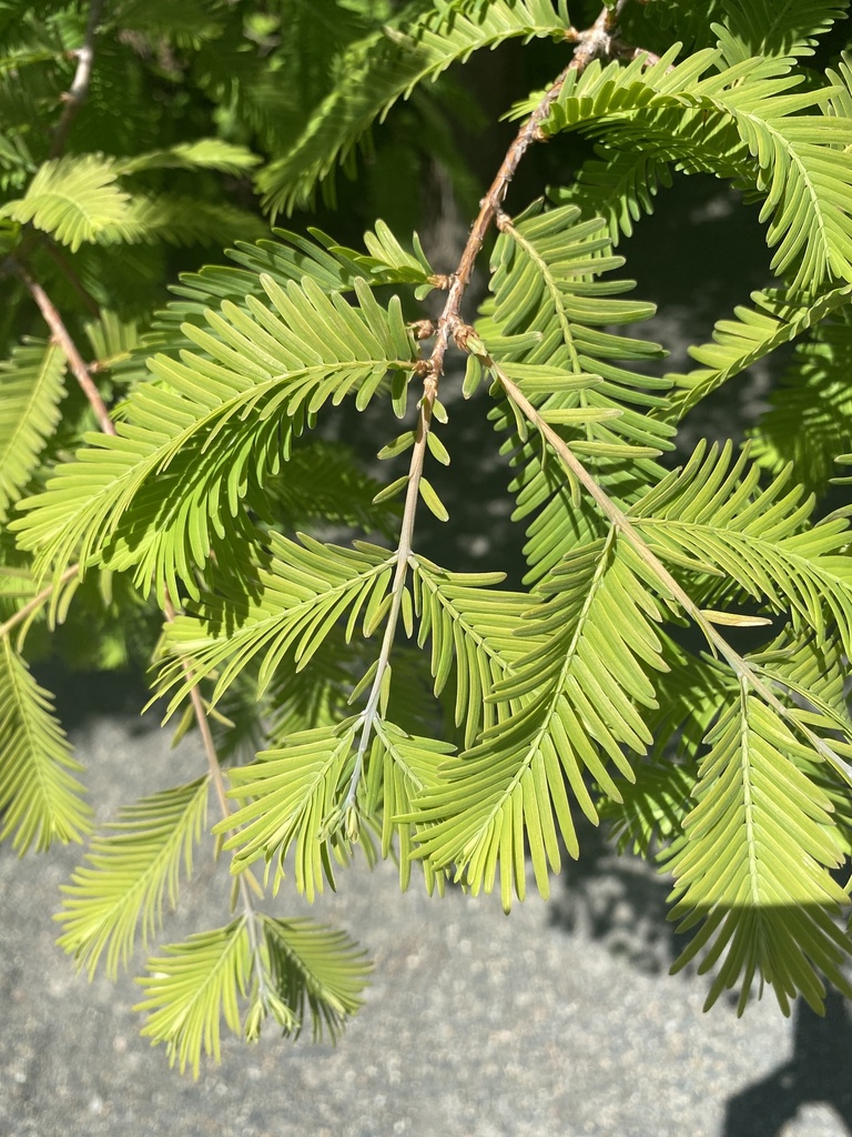 Redwoods and Sequoias from Olympic Sculpture Park, Seattle, WA, US on ...