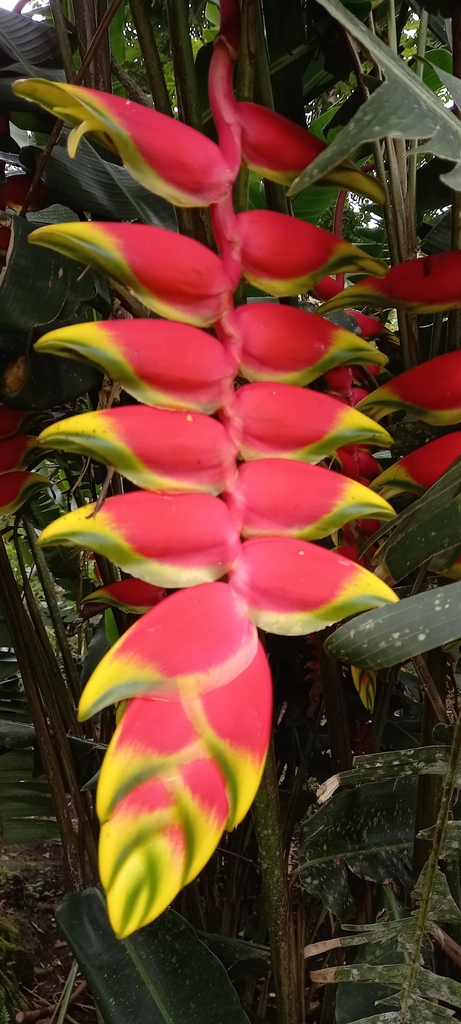Hanging Lobster Claw Heliconia from Volcán, Panama on May 18, 2021 at ...