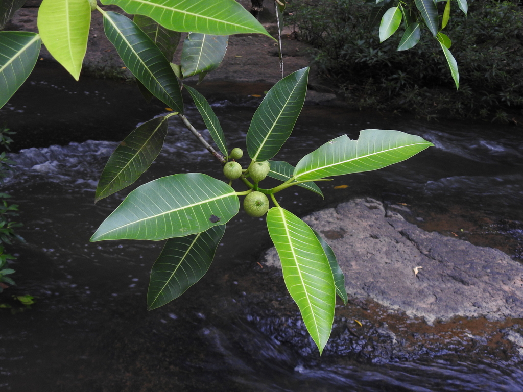 Wild Fig from Chavarrillo, Ver., México on May 18, 2021 at 04:46 PM by ...