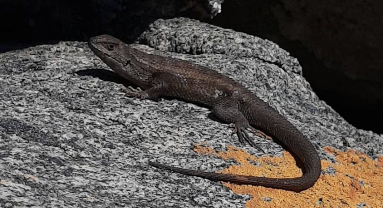 Shiny Smooth-throated Lizard from San Antonio, San Antonio, Valparaíso ...