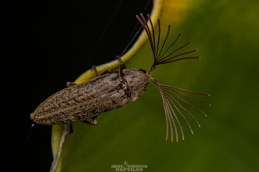 Callirhipis robusta from Pat Sin Leng Country Park, Kwan Tei, New ...