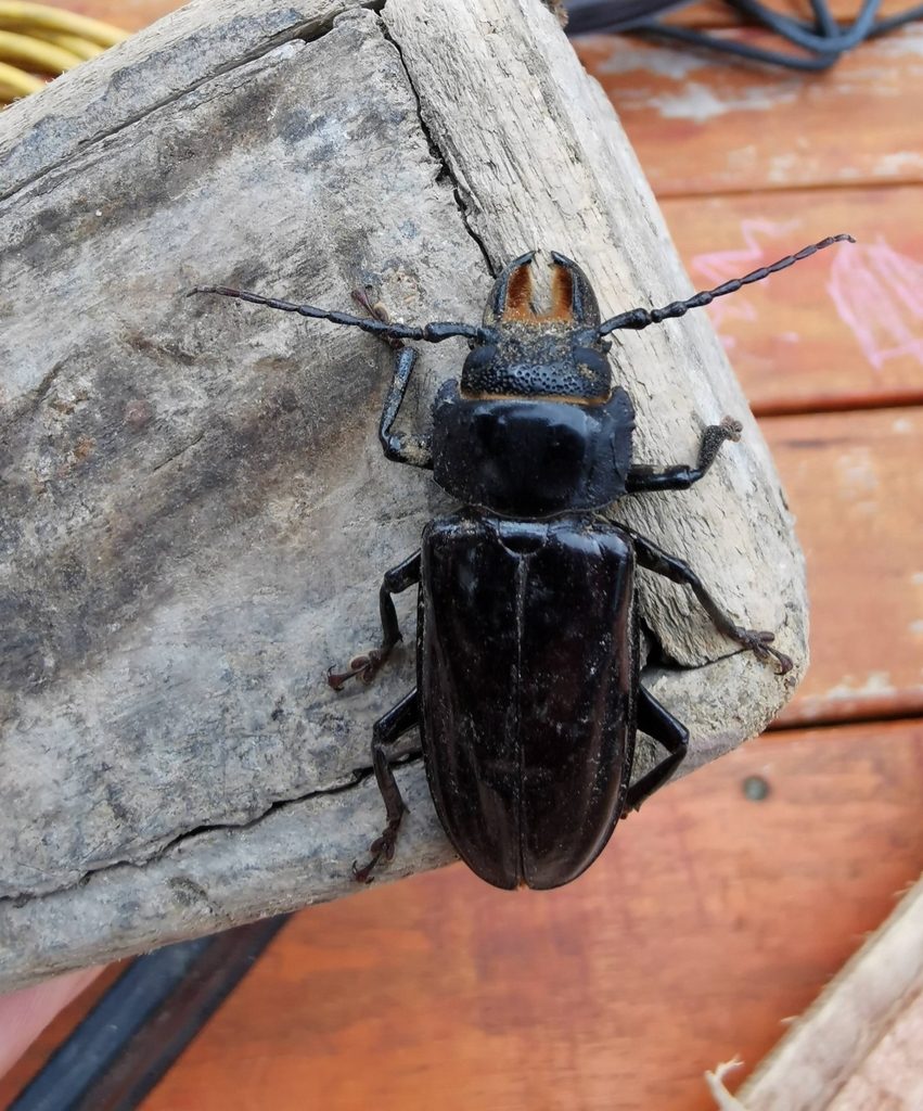 Mallodon from Jose Maria Zeledon on December 08, 2020 at 01:50 PM by ...