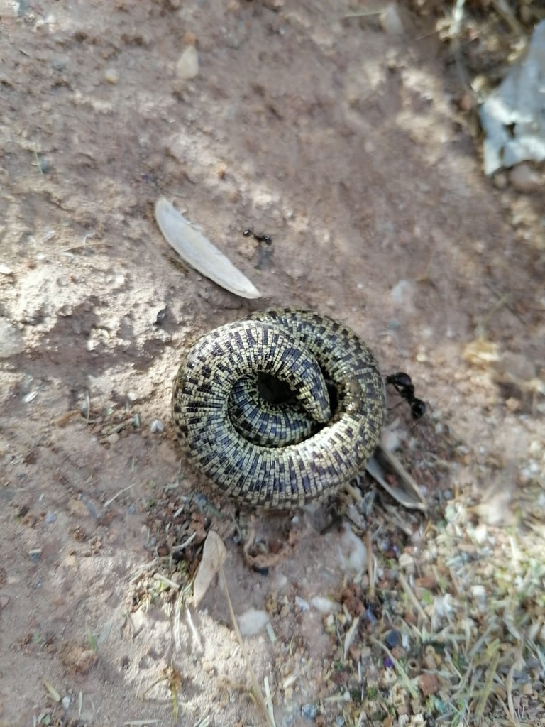 Checkerboard Worm Lizard (Western) from Oulad Ali Mansour, Tétouan ...