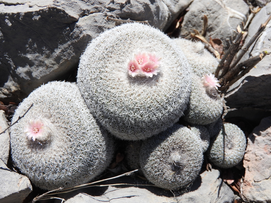 Button Cactus in January 2018 by Arturo Cruz · iNaturalist