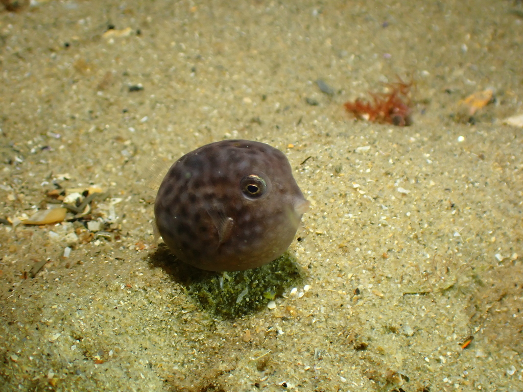 Aracana from Rye pier, VIC on May 21, 2021 by Dr Elodie Camprasse ...