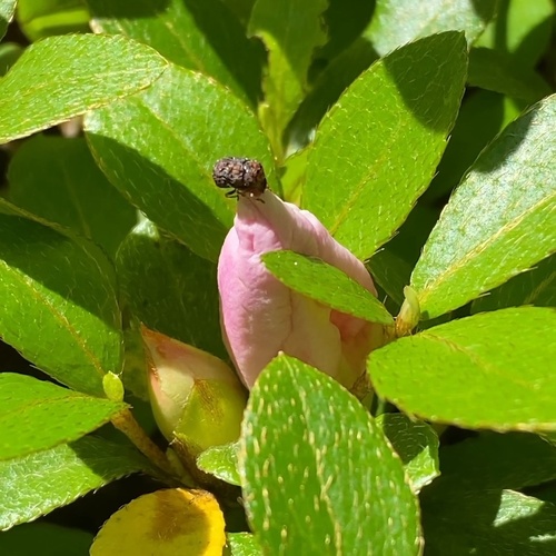 Chlamisus laticollis · iNaturalist