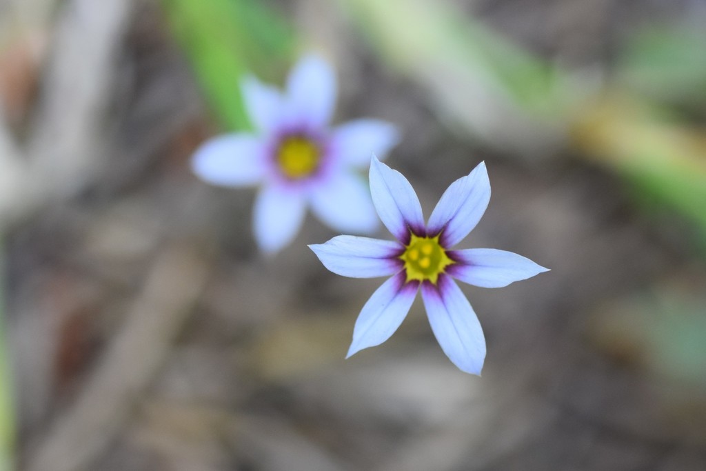 Blue Pigroot from Pender County, NC, USA on May 21, 2021 at 01:28 PM by ...
