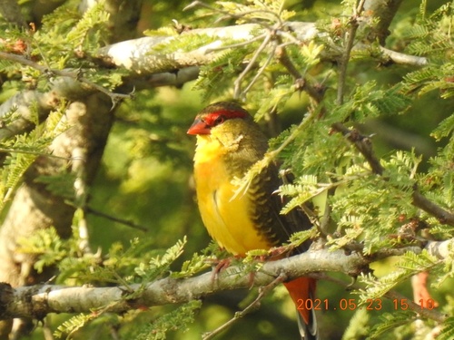 Subspecies Amandava subflava clarkei · iNaturalist