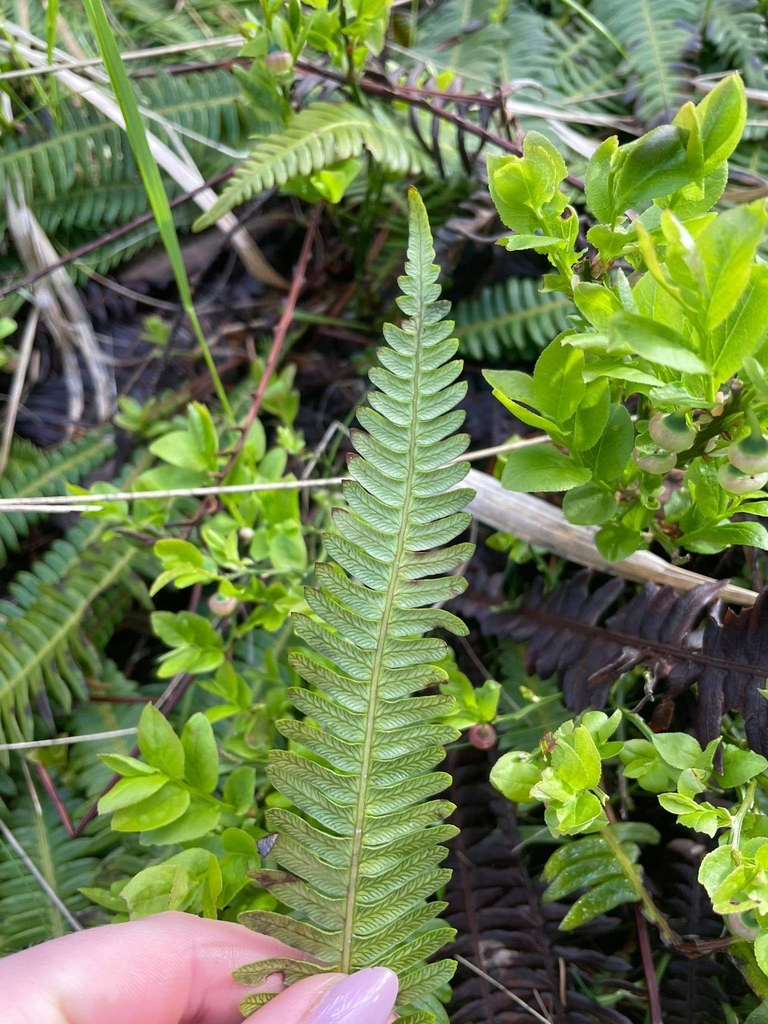 deer fern from Leśnictwo Olza. Nadleśnictwo Wisła by Katarzyna Rucka ...