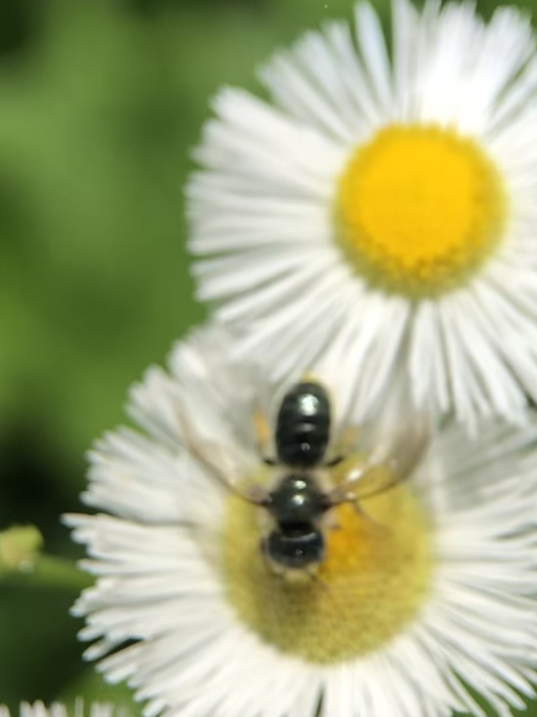 Mason Bees in May 2021 by Lisa Brunette. Sbee, 30, Daisy fleabane ...