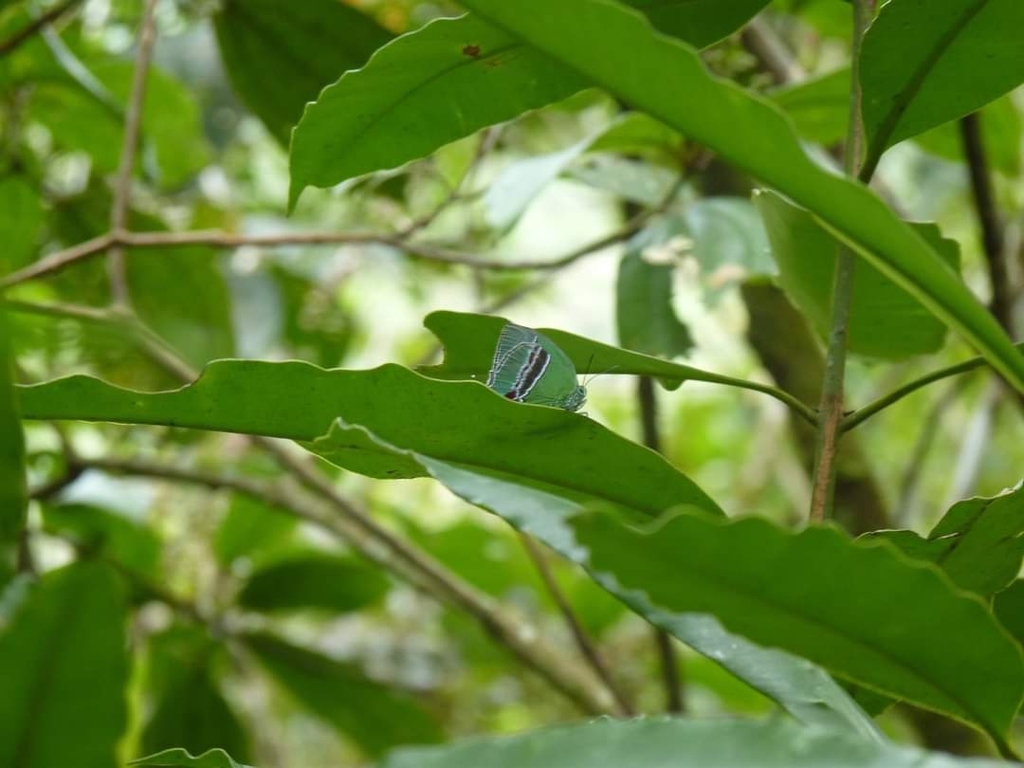 Bates' Hairstreak from Santa María, Boyacá, Colombia on February 25 ...