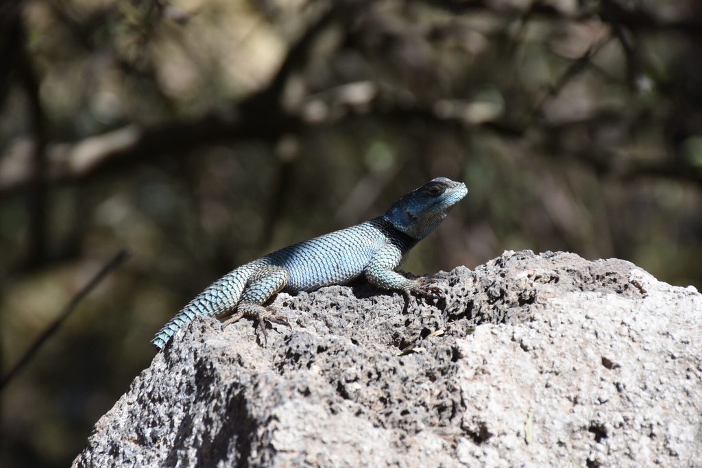 Minor Lizard from Tequisquiapan, QRO, Tequisquiapan, QRO, MX on ...