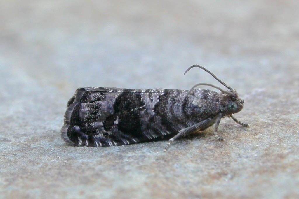 Oriental Fruit Moth from brampton on on July 28, 2015 at 08:10 AM by ...