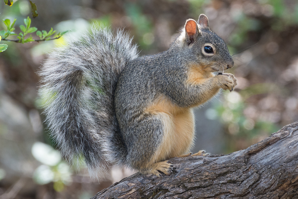 Ardilla de Peters desde Zaragoza, S.L.P., Mexico el domingo, 23 de mayo ...