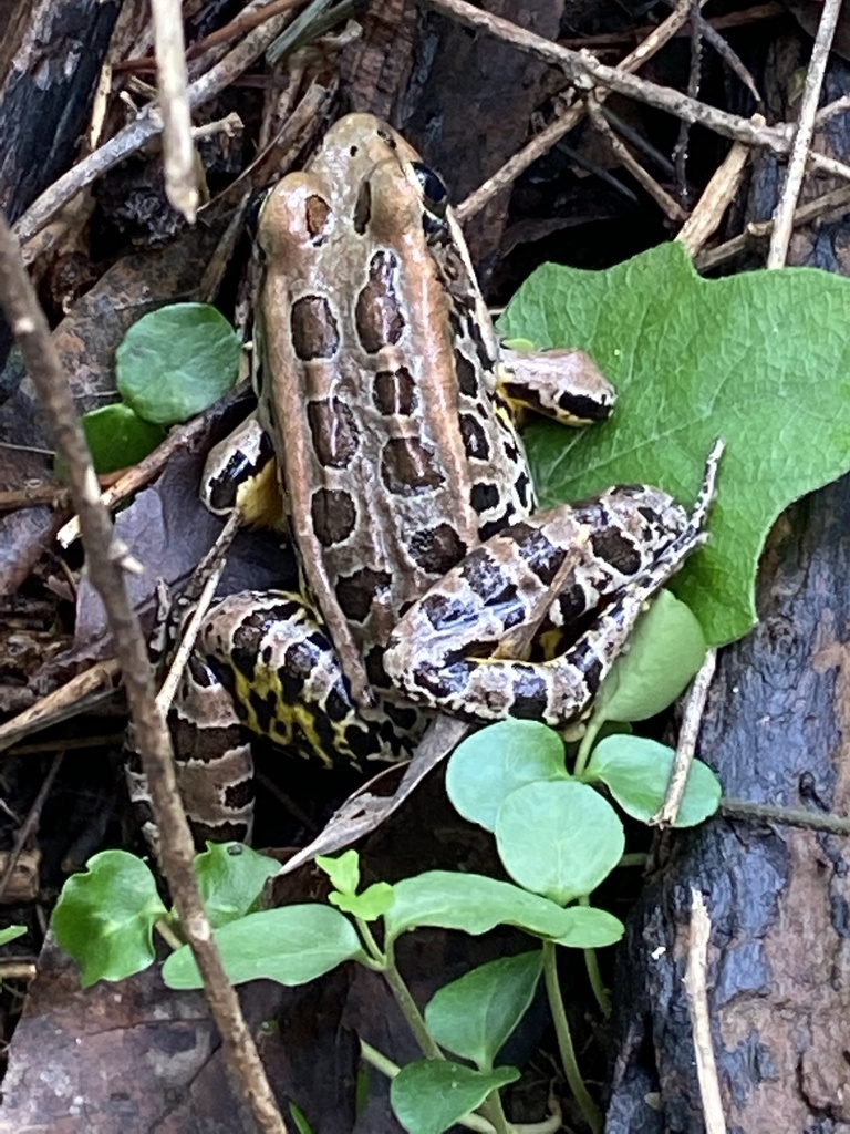 Pickerel Frog in May 2021 by Tracey Harmon · iNaturalist