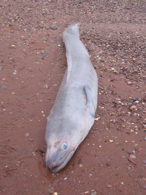 European Conger from torquay on October 14, 2003 at 11:21 AM by ...