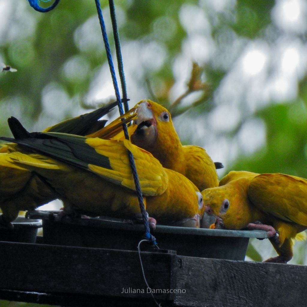 Golden Parakeet in January 2021 by Juliana Damasceno · iNaturalist