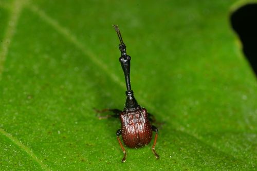 Paracycnotrachelus chinensis · iNaturalist