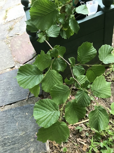 Observations by ta23tuliptree · iNaturalist