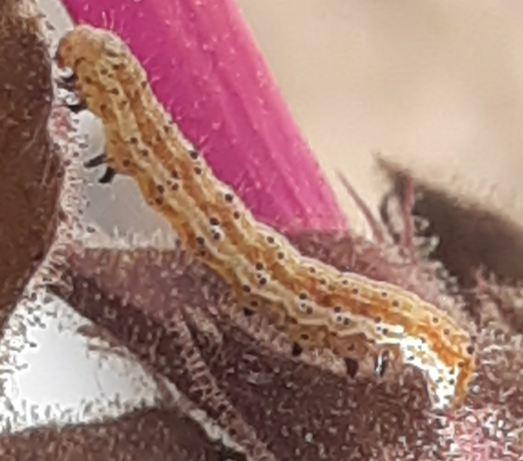 Heliothinae from Panorama City, Los Angeles, CA, USA on May 22, 2021 at 05:21 PM by The Hog ...